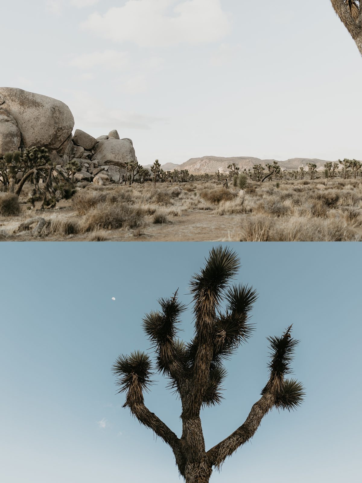 Joshua Tree Photography + Best Joshua Tree Airbnb’s | Elopement Photos